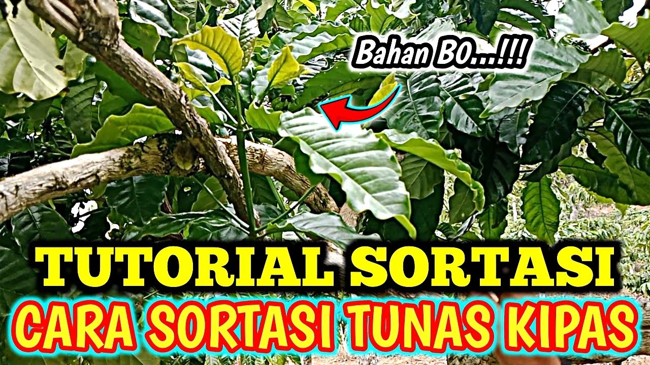 Cara Sortasi Dalam Penyiapan Bahan Untuk Tahun 2026...!!! - YouTube
