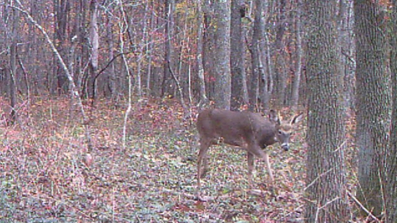 White-tailed Deer Spike (2017-10-24 5:31 PM) - YouTube