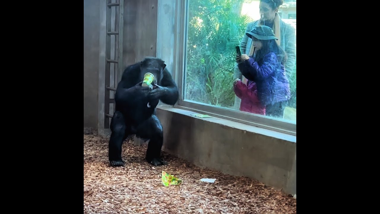 Chimp Cheer - Joy to Animals, San Francisco Zoo @onlycoastalvibes # ...