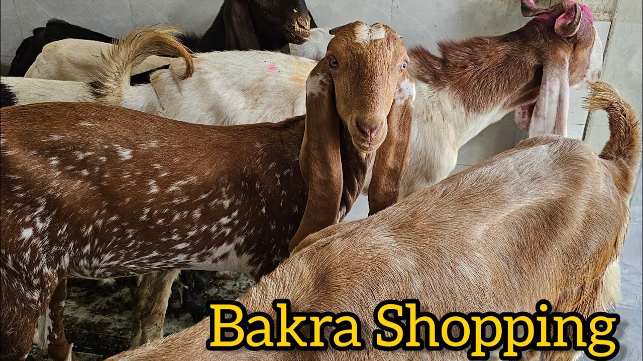 How to Buy Mutton whole bakra/ بکرے کی پہچان - YouTube