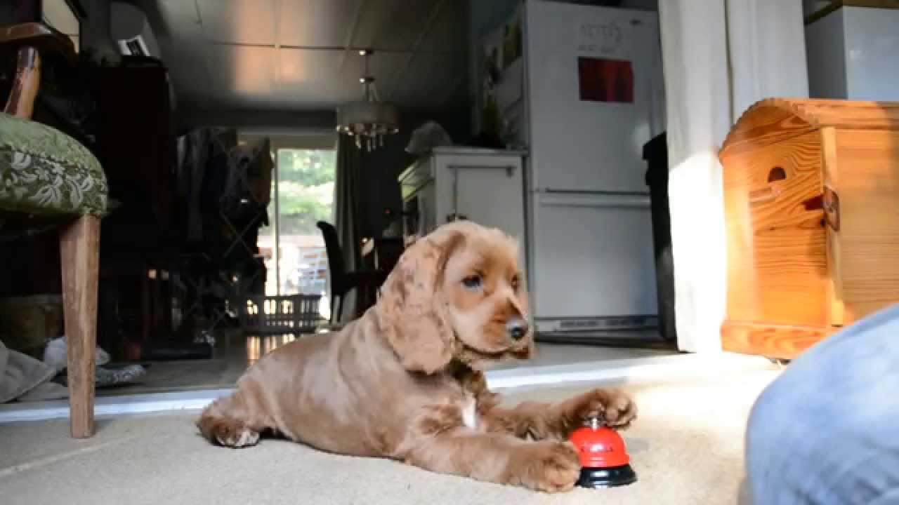 Cutest 4 months old Cocker Spaniel Puppy ringing Bell trick ! - YouTube