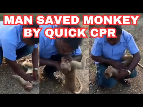 Man Saved A Dying Monkey By Quick Mouth to Mouth CPR - YouTube