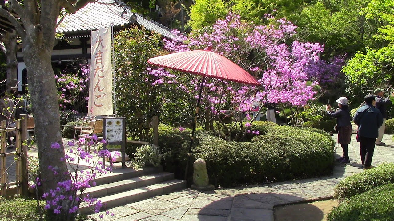 KAMAKURA SAKURA SPRING 鎌倉 桜 春 - YouTube