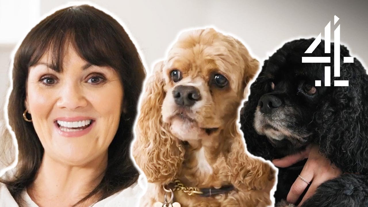 Meet Martine McCutcheon's Mischievous American Spaniels! | Celebrity ...