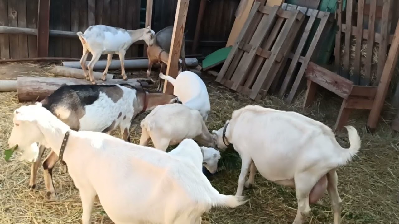 Funny goats LaMancha Elves! 10 - YouTube