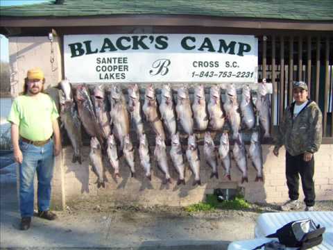 ANOTHER 30 POUND SANTEE COOPER CATFISH CAUGHT ON 2-7-09 WITH JACKSON'S ...