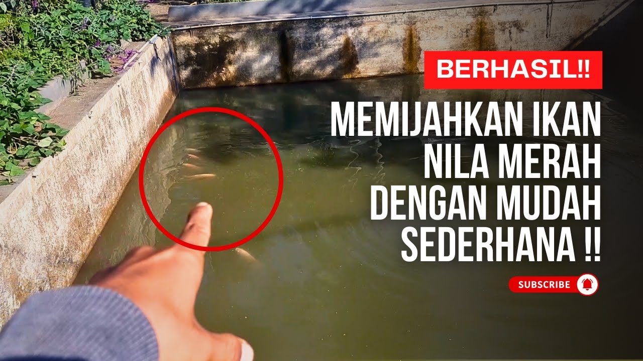 Memijahkan Ikan Nila Merah Berhasil Mudah | Our Farm Official ...