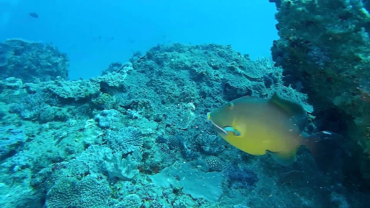 Orangeside Triggerfish - YouTube