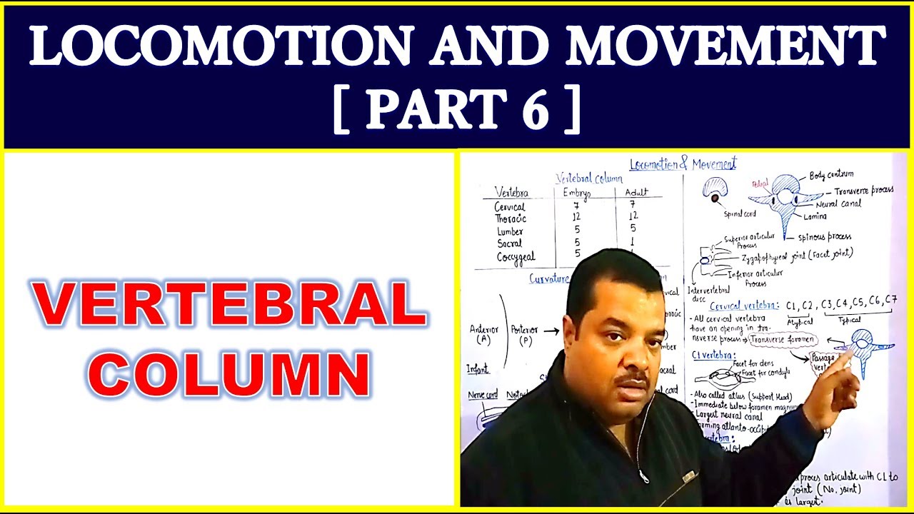 Locomotion and Movement for NEET | Part 6 | Vertebral column - YouTube