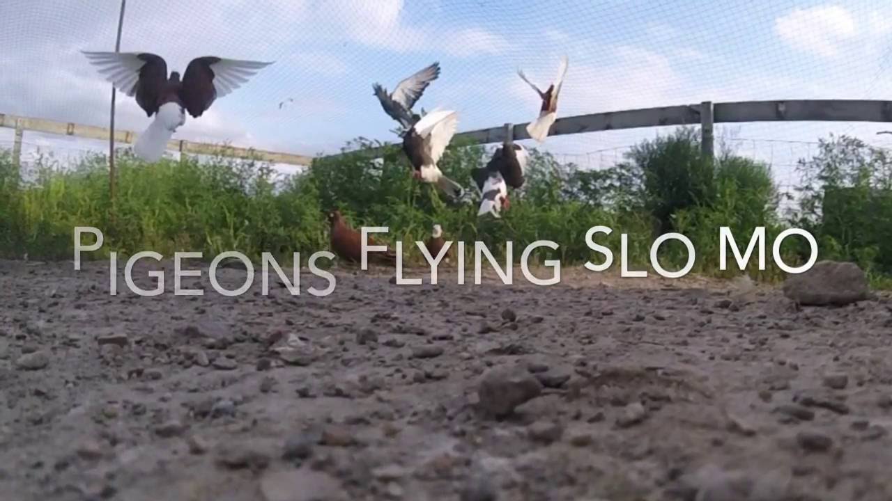 Pigeons Flying Slow Motion - YouTube