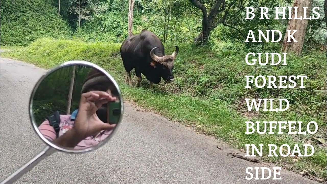 Karnataka Famous Forest Place B r hills and K Gudi Wild Buffelo Eating ...