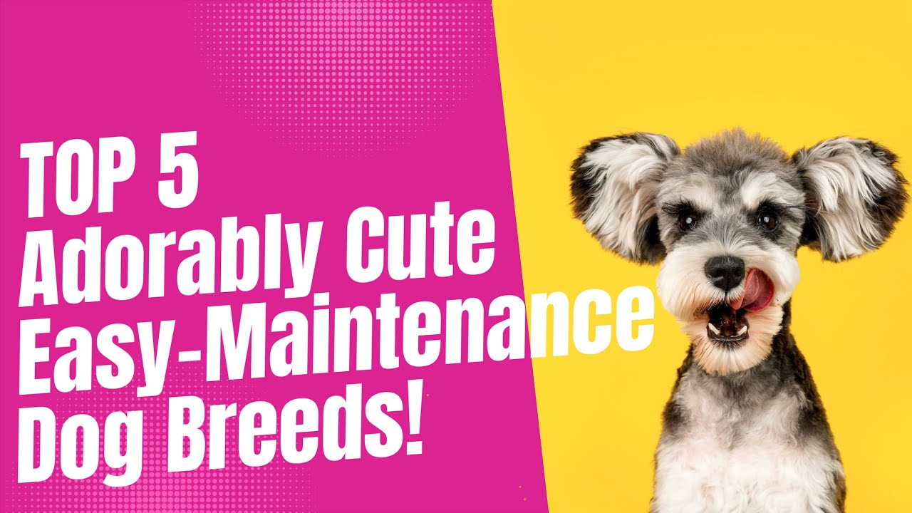 Top 5 cute dogs that are easy to take care - YouTube