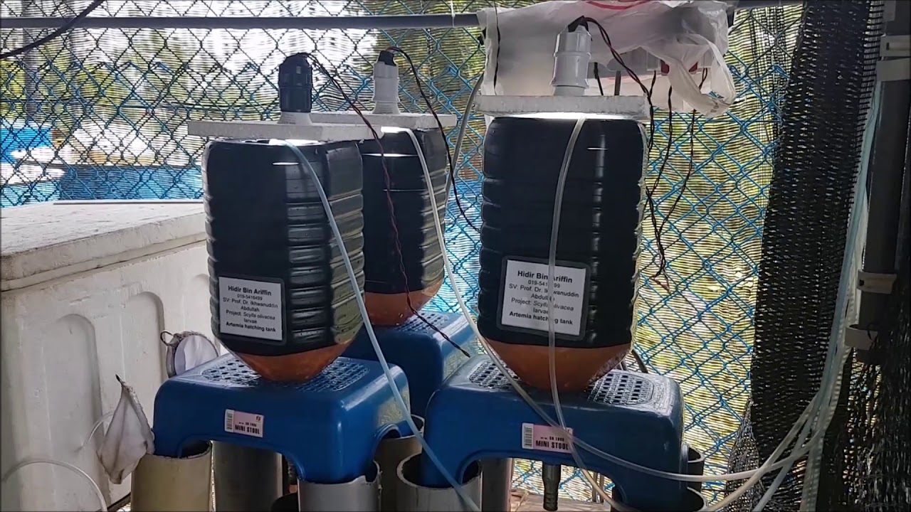 Artemia Hatching Tank for Mud Crab Hatchery - YouTube