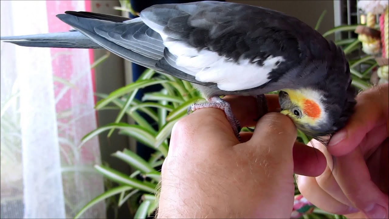 Scratch My Head Now! I'm a Cockatiel! - YouTube