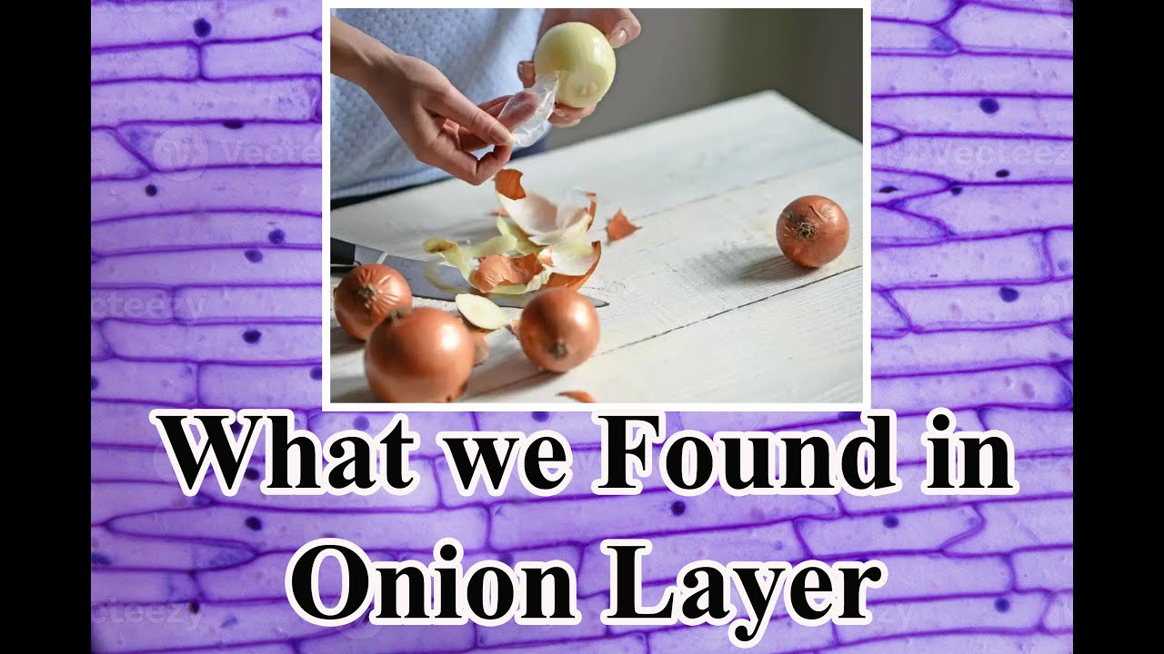 Look What we Found in ONIONS, Learning Video Onion Cells Under ...