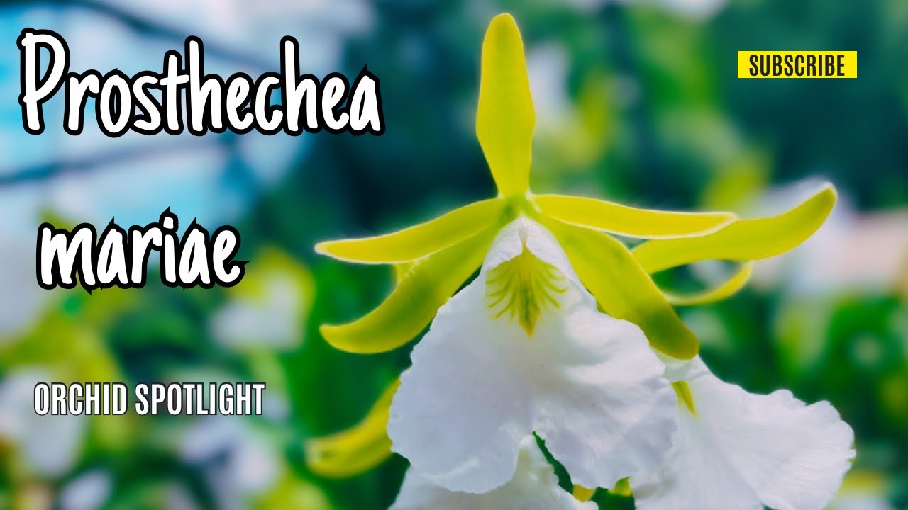 Orchid Spotlight—Prosthechea mariae - YouTube