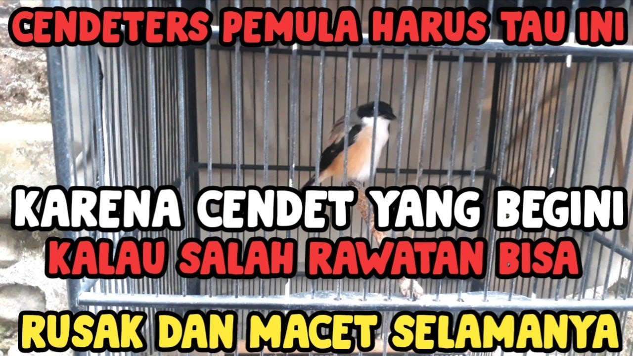 Cara Agar Pintar Merawat Cendet Saat Rontok Bulu (Mabung/Nyulam) - YouTube