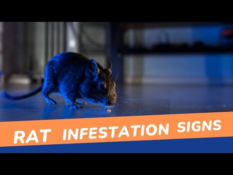 DIY Rat Infestation Detection: 7 Signs You Should Never Ignore - YouTube