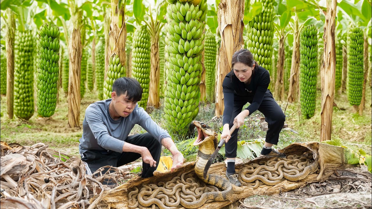 Brave Woman Harvest Ripe Bananas to sell | Uses Sickle to Catch ...