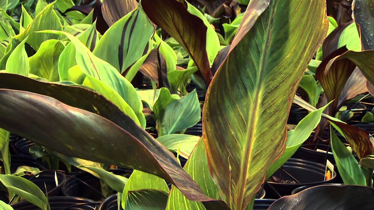Virus Free Canna Breeding - YouTube