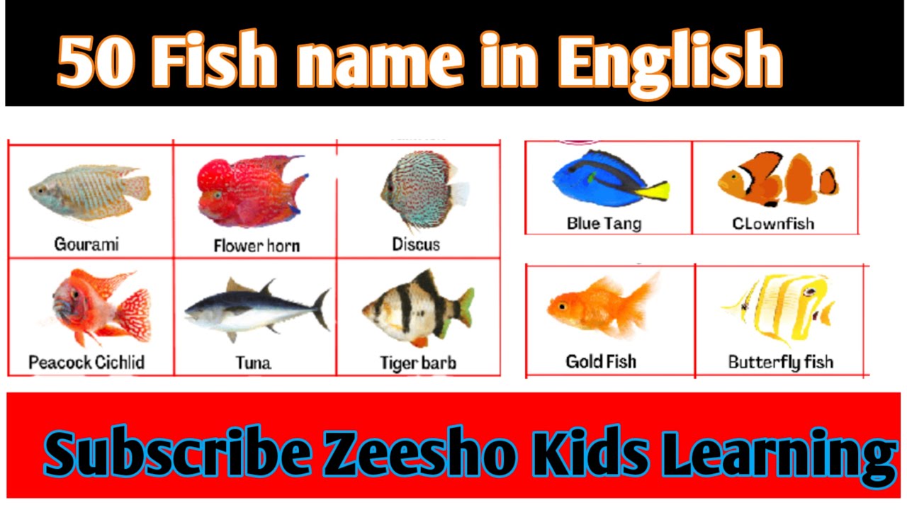 50 Fish name in English | Write fish name in English - YouTube