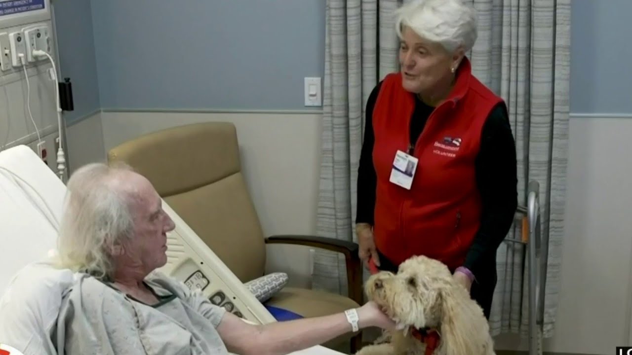 Dogs Helping Patients heal - YouTube