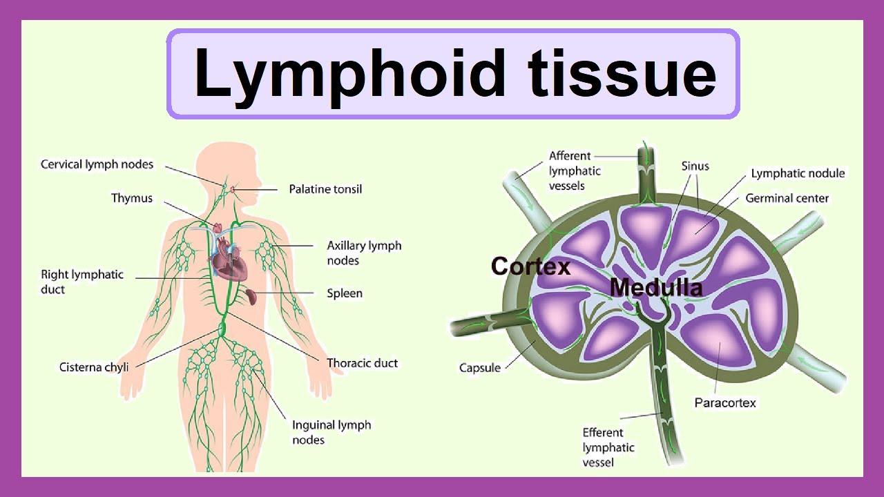lymphoid tissue - YouTube
