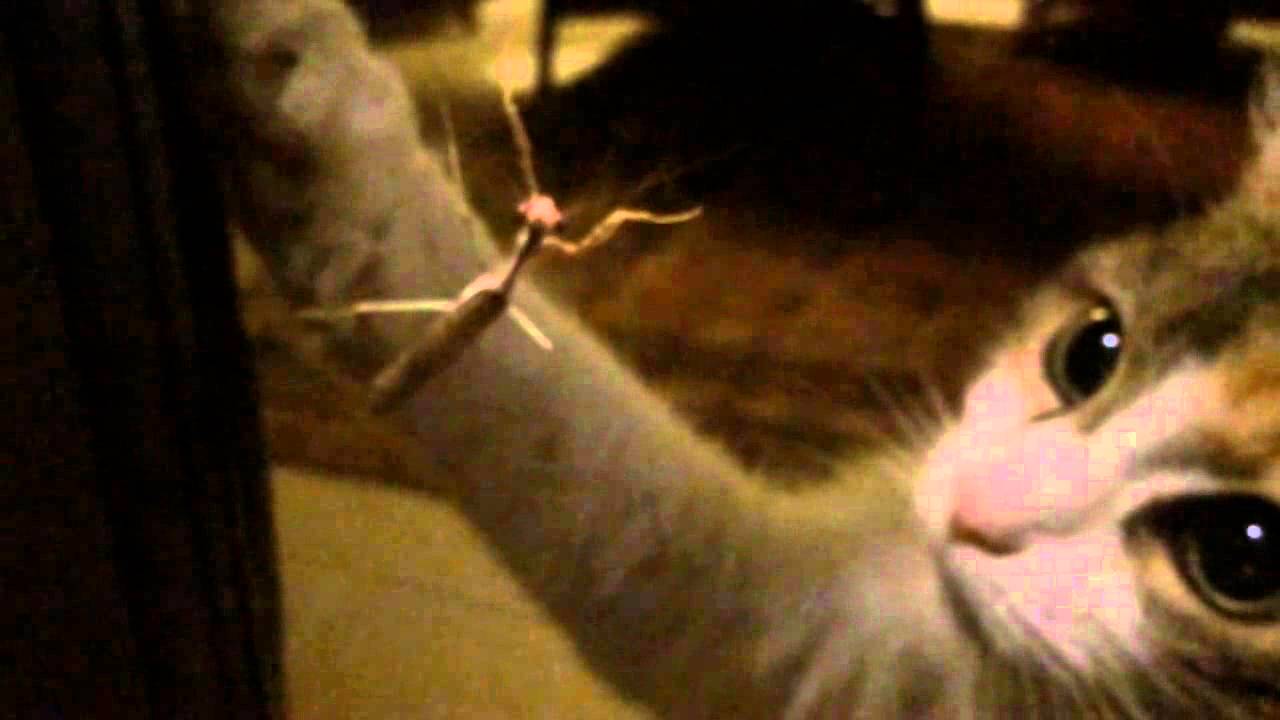 Cat vs. Praying Mantis - YouTube