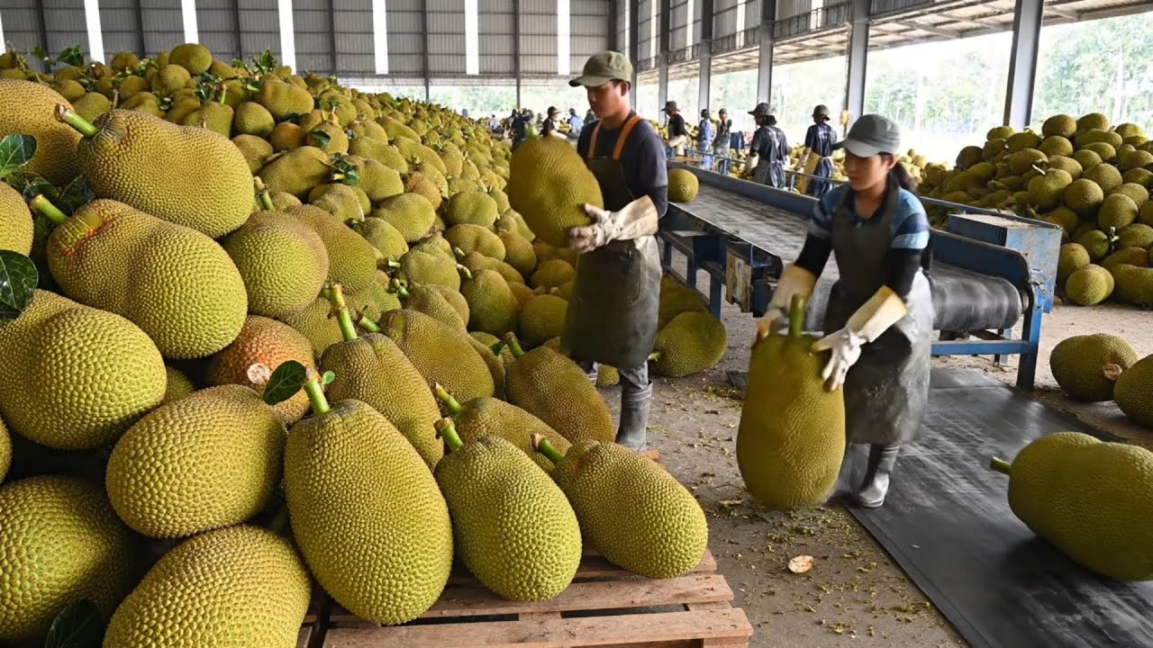 Inside a Massive Jackfruit Factory: Cutting the World's Largest Fruit ...