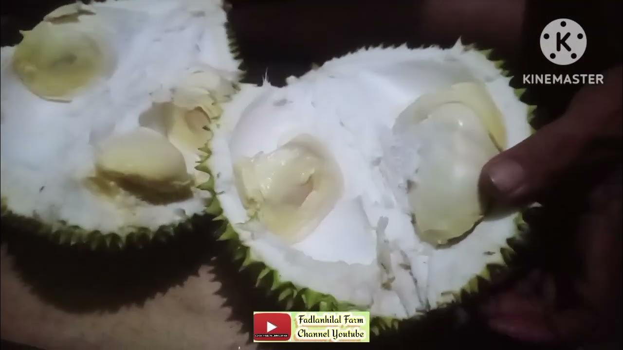 🔴⚪Review durian lokal tanpa nama secara random - YouTube