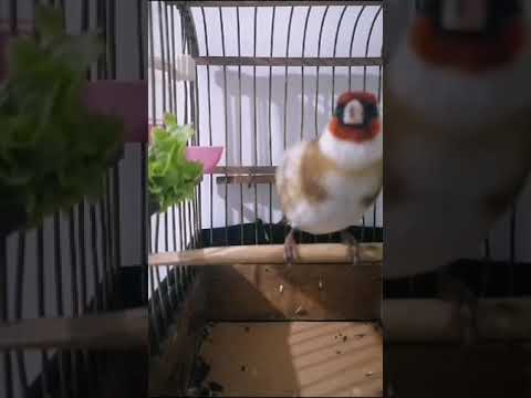 Geçim saka huylandırma