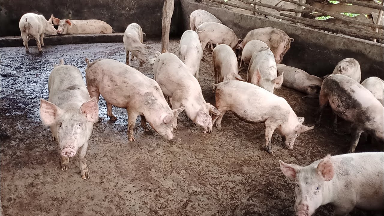 How to raise pigs the right way on your own piggery farm # ...