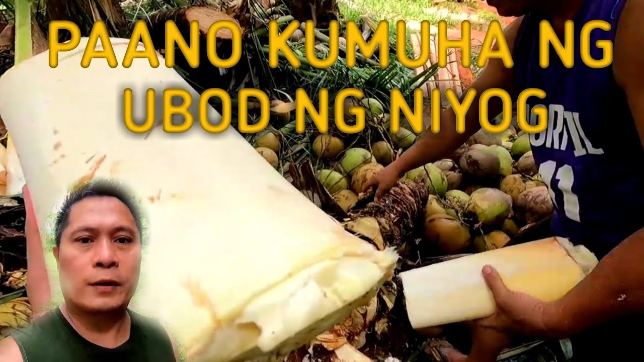 PAANO KUMUHA NG UBOD NG NIYOG - YouTube