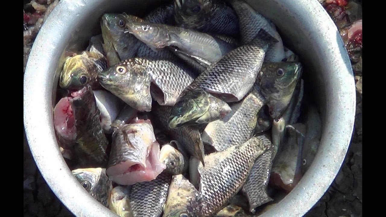 Village Style Cooking of Fish Recipes | FISH Catching Cleaning ...
