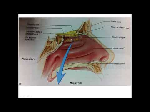 Anatomy of olfaction - YouTube