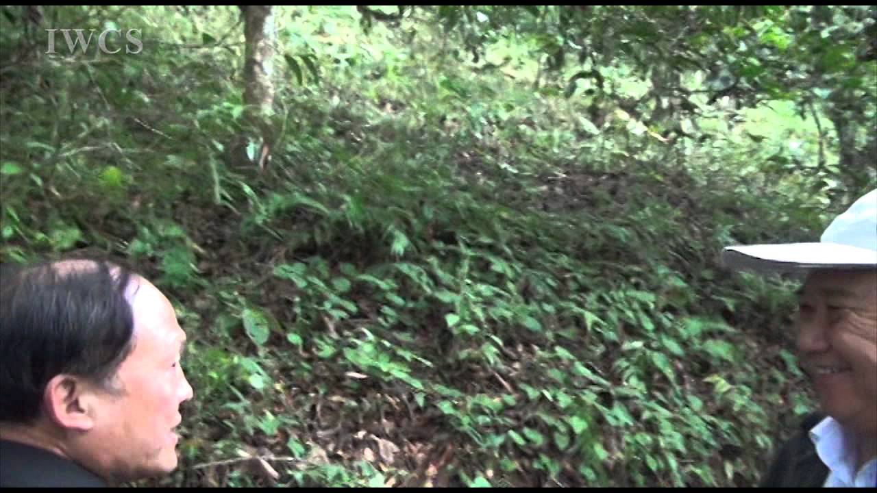 The Ancient Tea Forest - 2 Tea Forest - YouTube