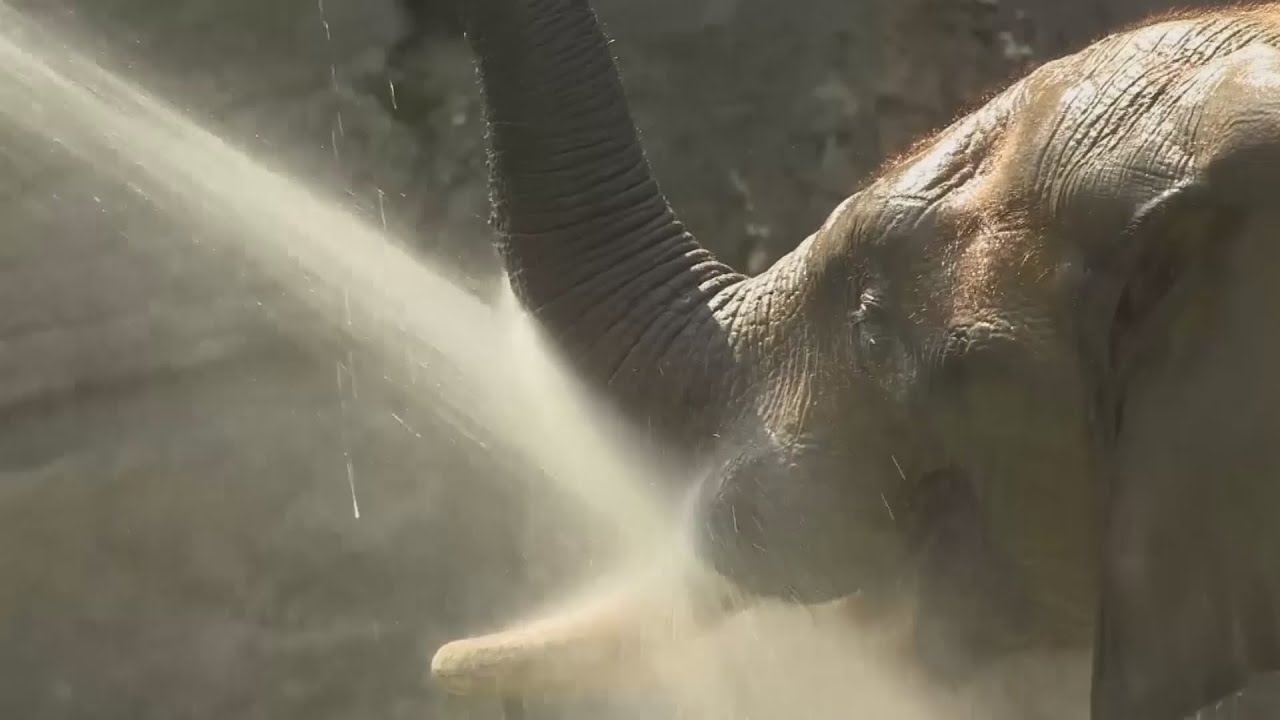 Elephants chill out in a supersize pool - YouTube