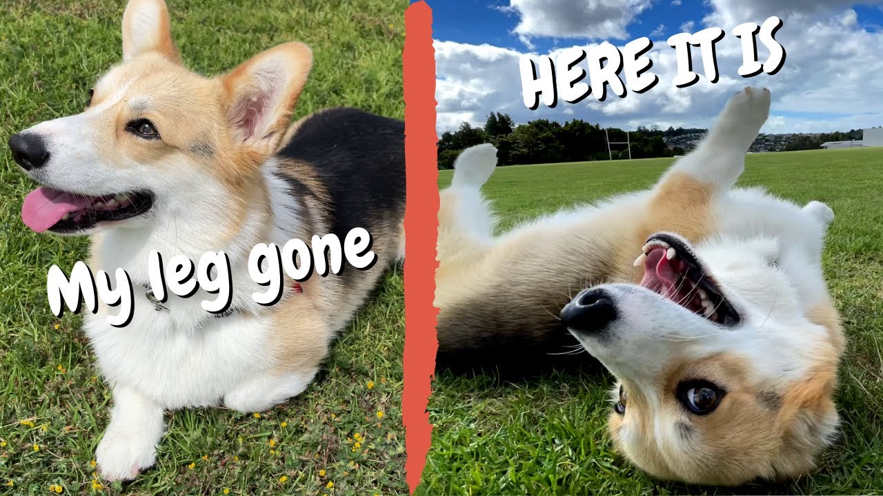 my corgi does a magic trick - YouTube
