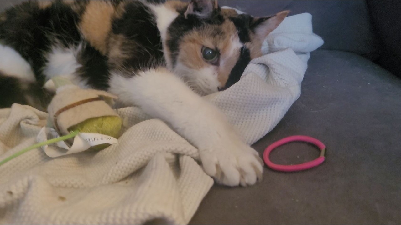 Calico Baby is an angel with a halo! Also a visit from a Master Yoda ...