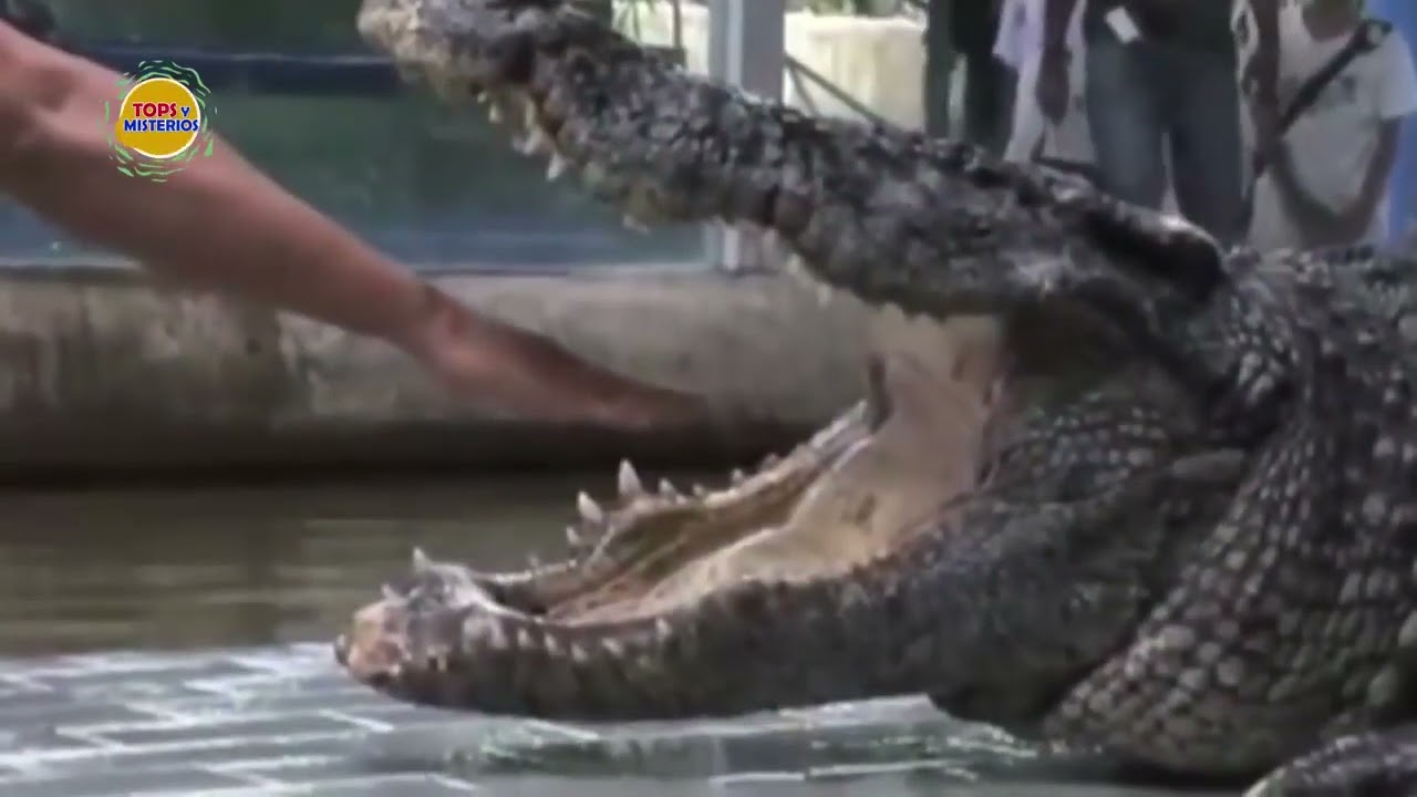 ATAQUES DE COCODRILOS REALES - YouTube