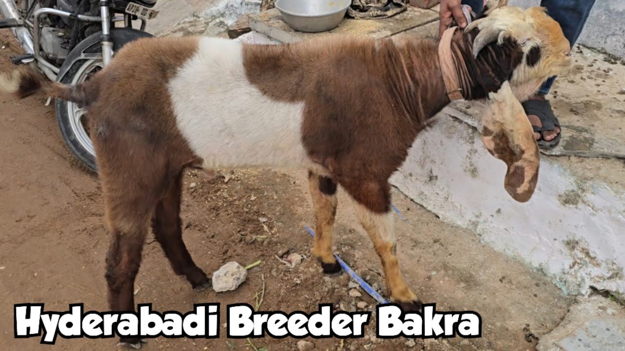 Hyderabadi Breeder | Ablaq Bakra | NTR Breedline Breeder Bakra ...