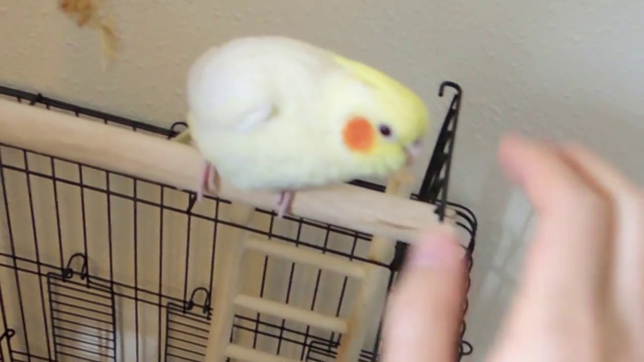 Bald Cockatiel - YouTube