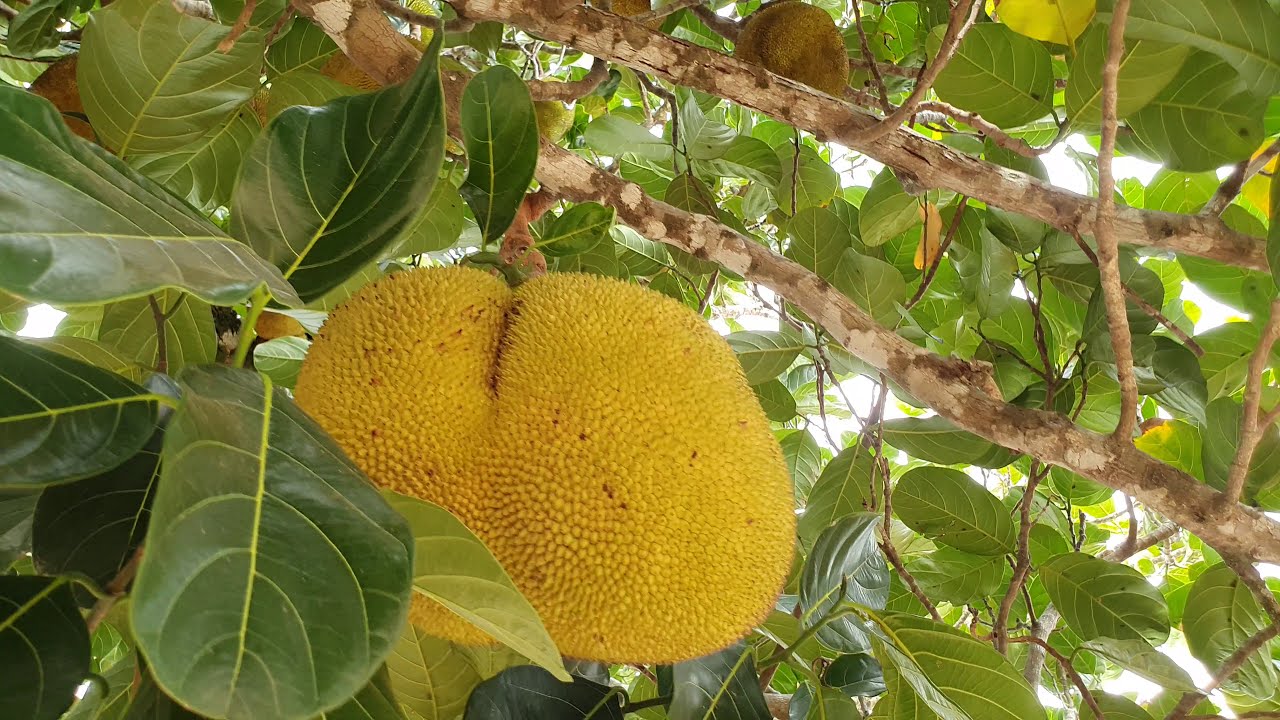 PÉ DE JACA CARREGADO DE JACAS GIGANTES - YouTube