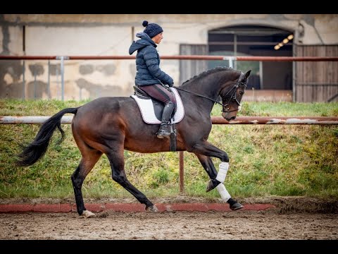 **RACING MACHINE** gelding, by Nerrado x Calypso 1, 2012, 17.1hh tall ...