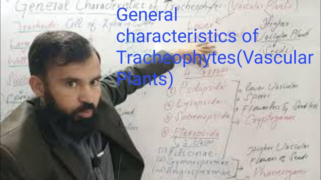 General characteristics of Tracheophytes ( Vascular Plants) - YouTube