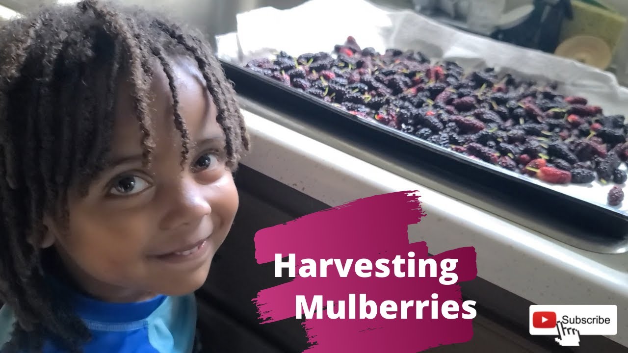 Harvesting and freezing Mulberries - YouTube