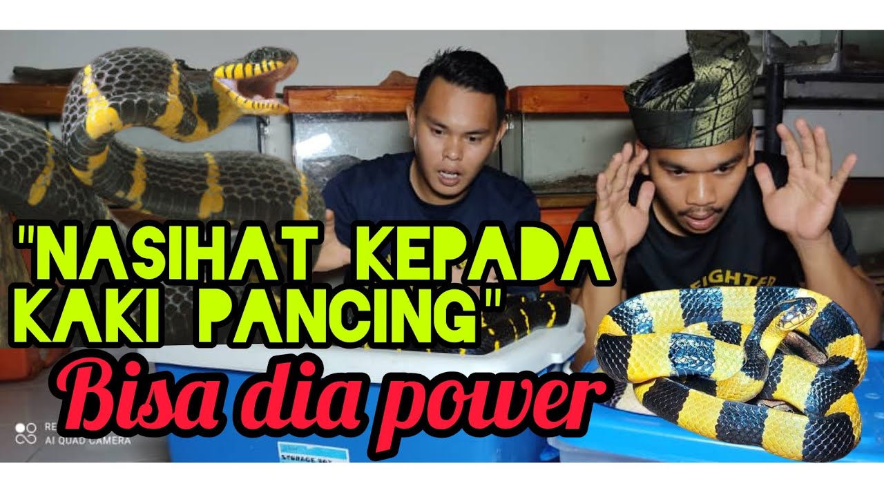 Beza ULAR KATAM TEBU & ULAR PUNTI/ TIONG - YouTube
