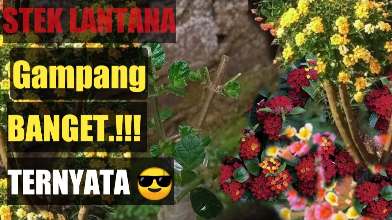 CARA STEK LANTANA VARIASI WARNA || TAHI AYAM || SALIARA || TEMBELEKAN ...