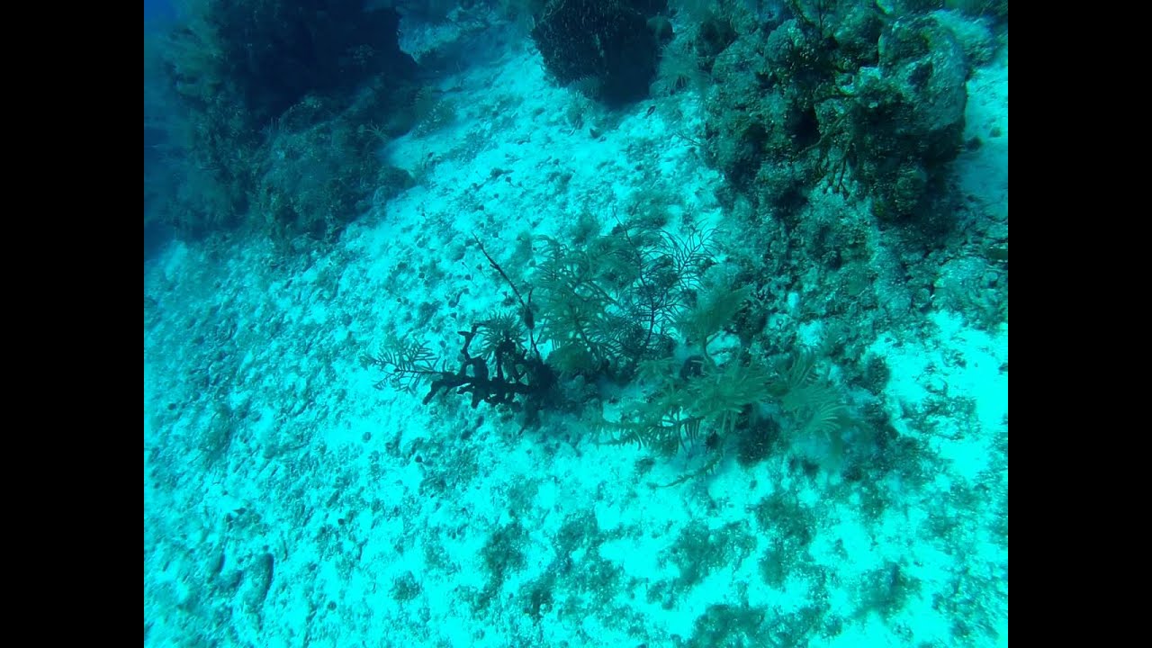 Turneffe, Belize - The Elbow (GoPro) May 2013 - YouTube