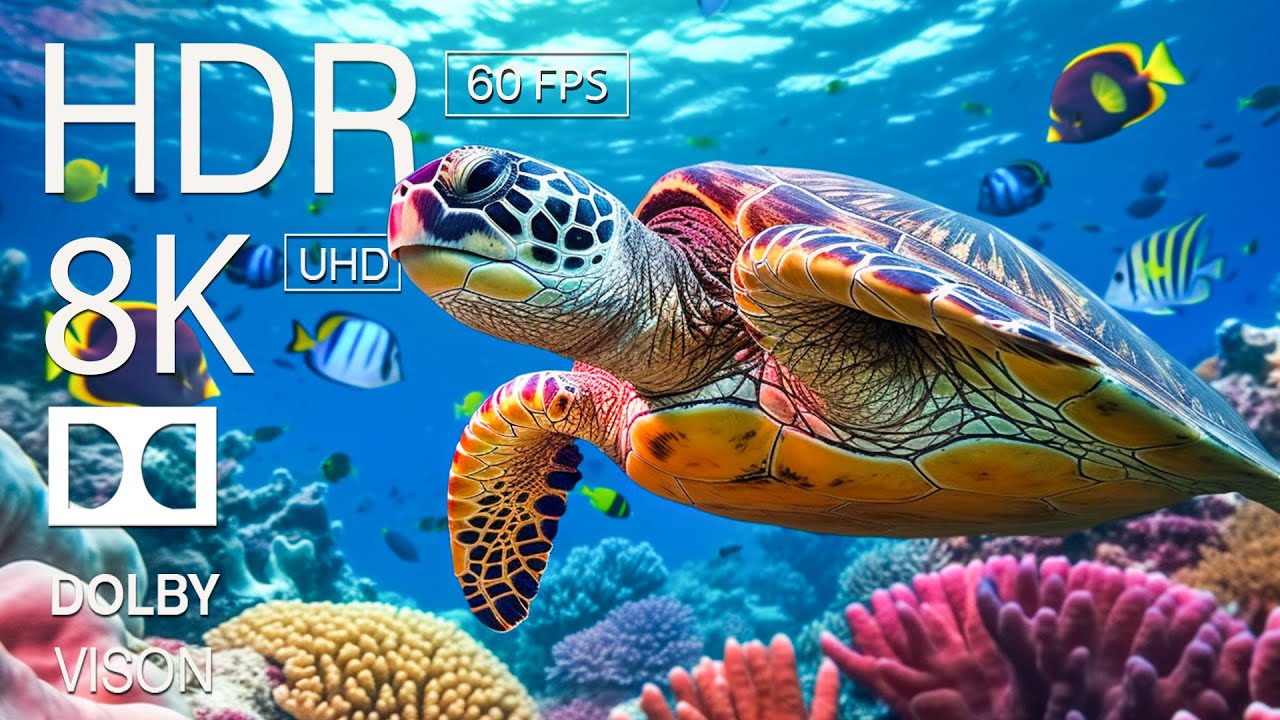 UNDERWATER ANIMALS - 8K (60FPS) ULTRA HD - With Nature Sounds ...